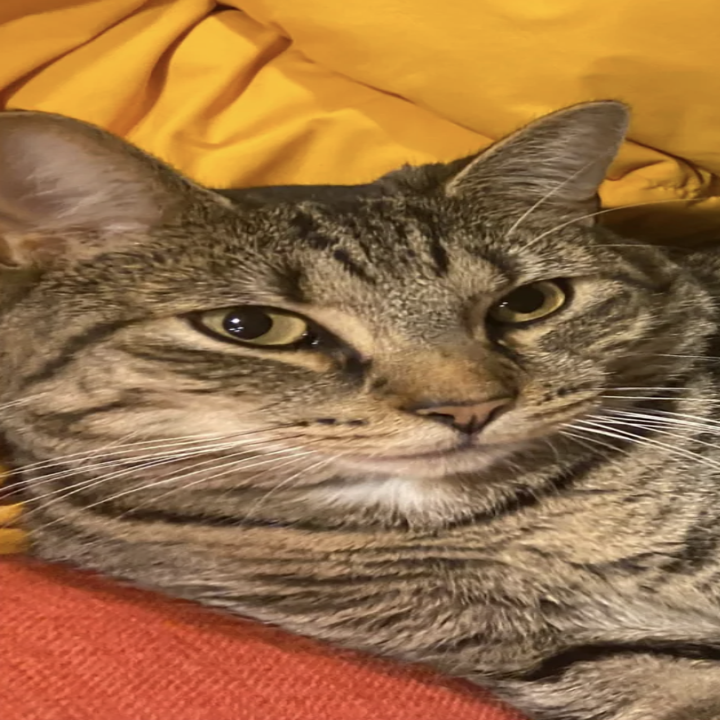 Reddit Cat Photos Before And After Rescue