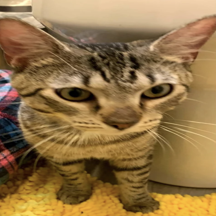 Reddit Cat Photos Before And After Rescue