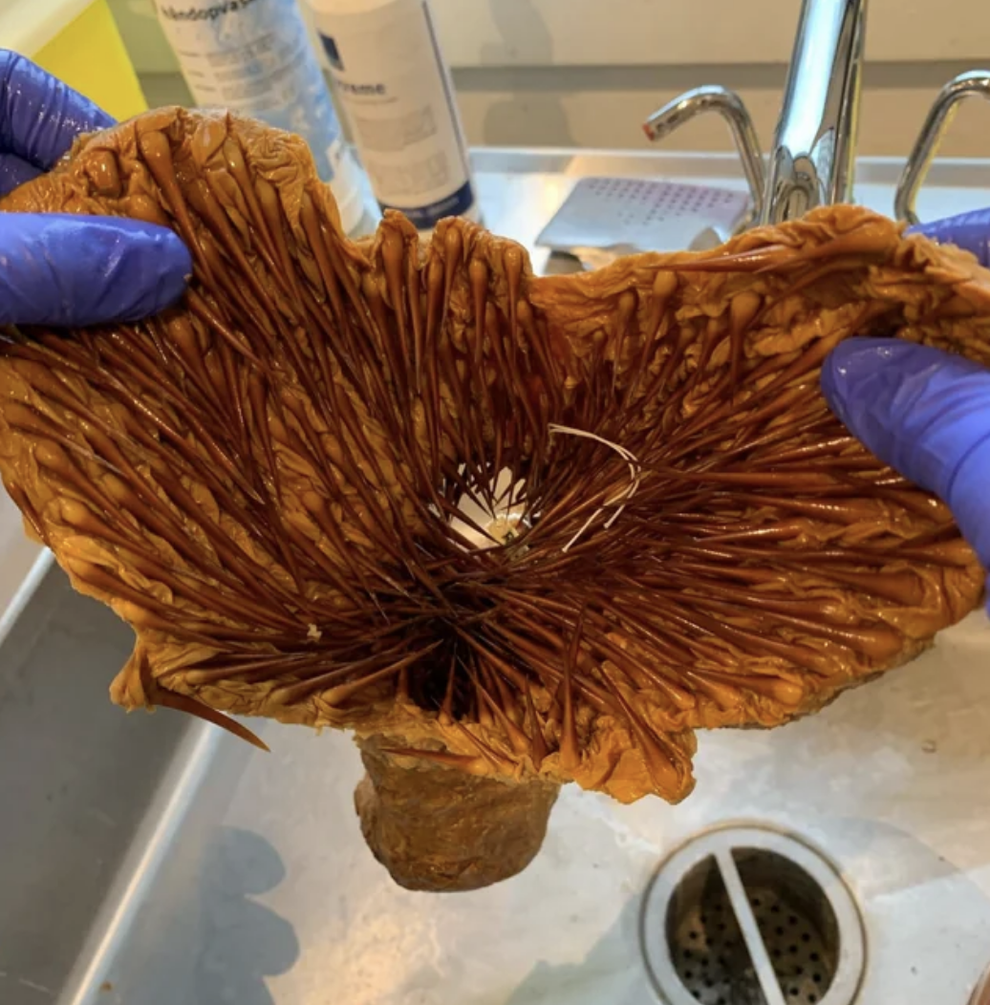 21 Freaky Things You've Never Seen