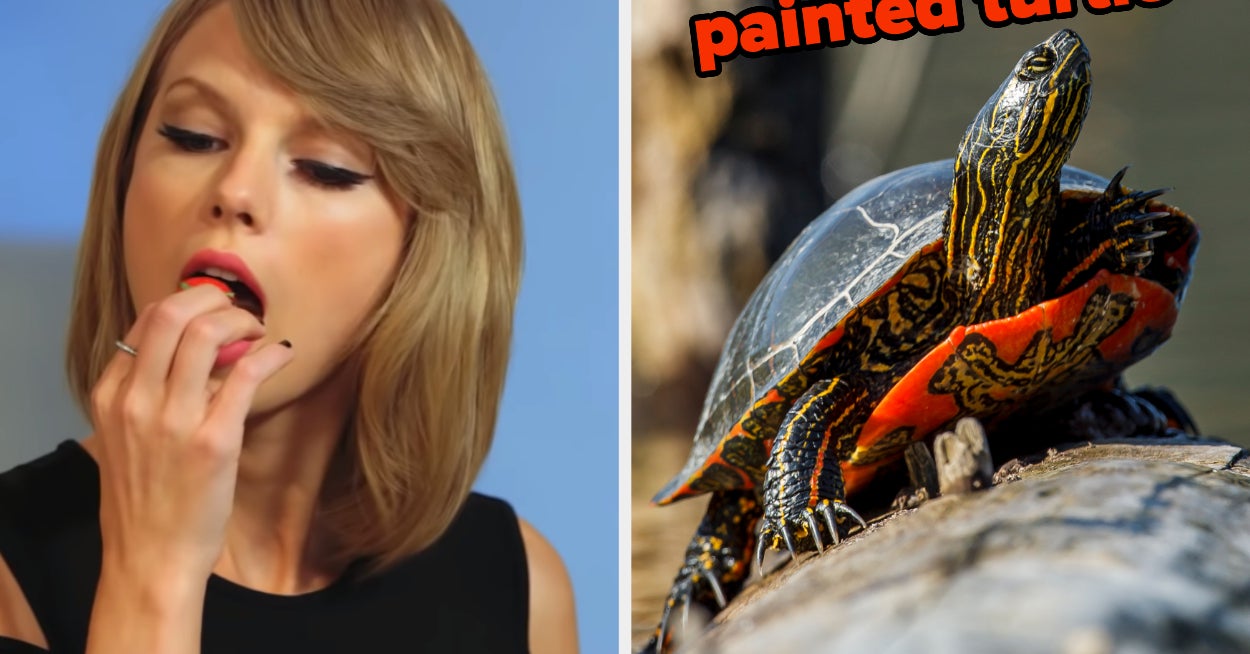 What Turtle Are You Quiz