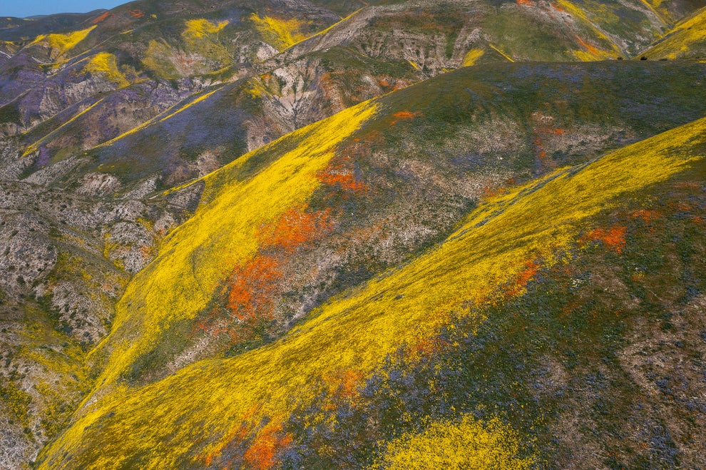 Flower Frenzy: Inside California’s Gorgeous Superbloom
