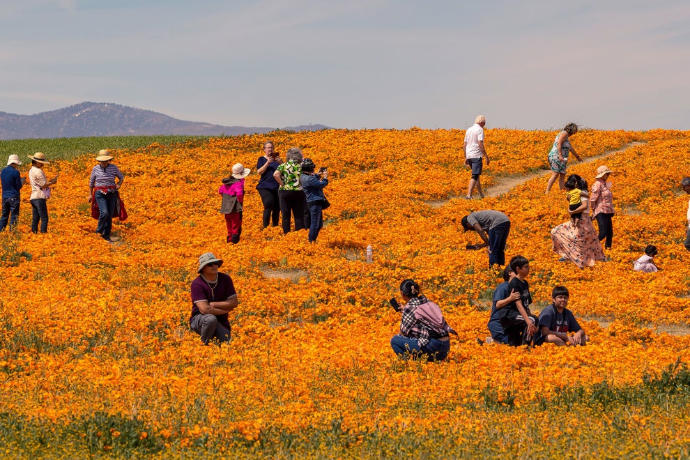 Flower Frenzy: Inside California’s Gorgeous Superbloom