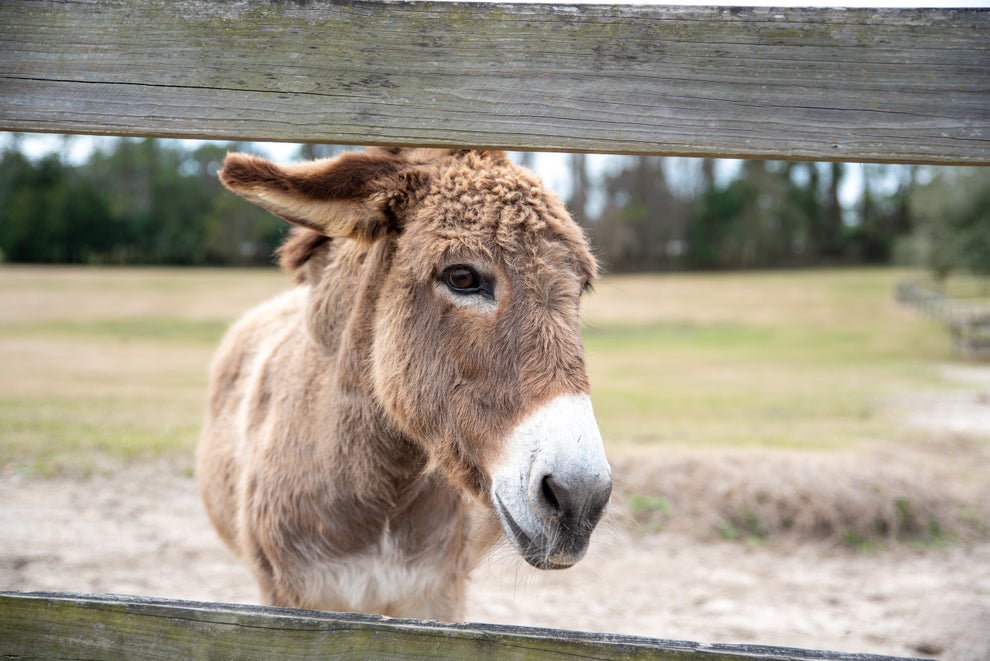 155 Animal Trivia Questions Only Top Dogs Can Answer