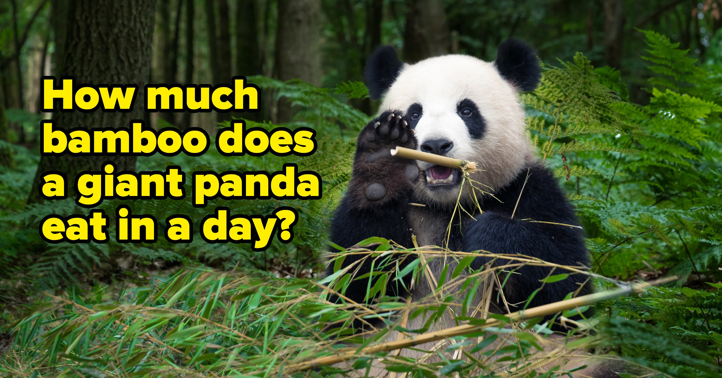 140 Animal Trivia Questions Only Top Dogs Can Answer