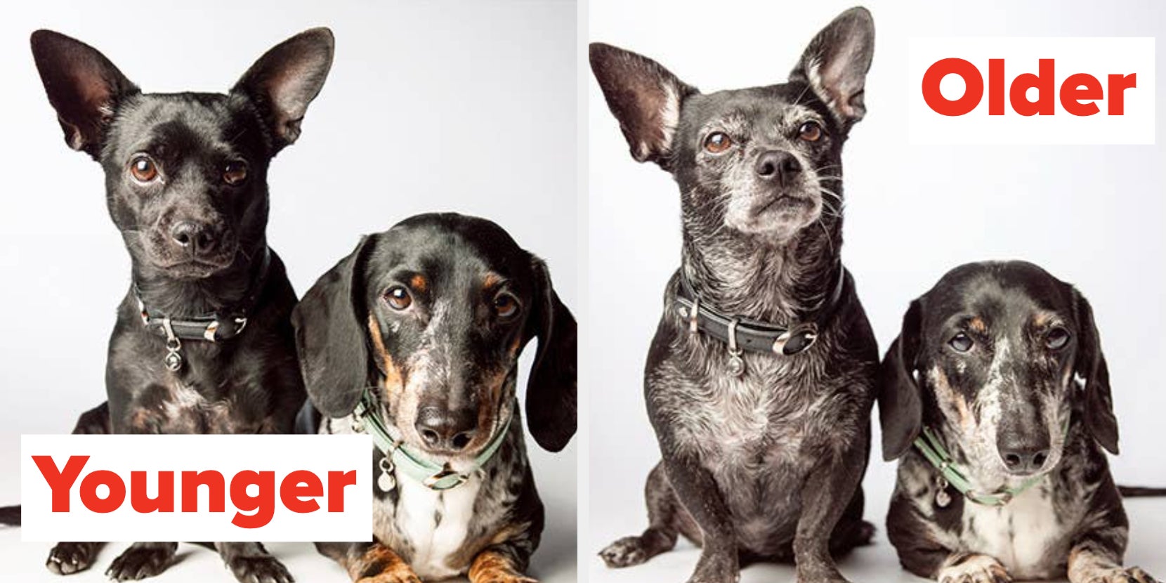 Old Dogs