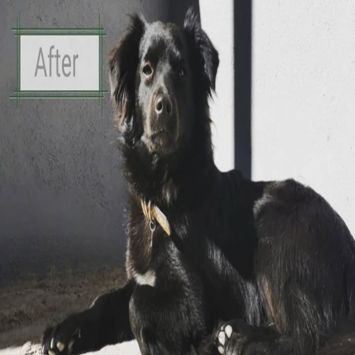 14 Before & After Photos Of Rescued Reddit Pets