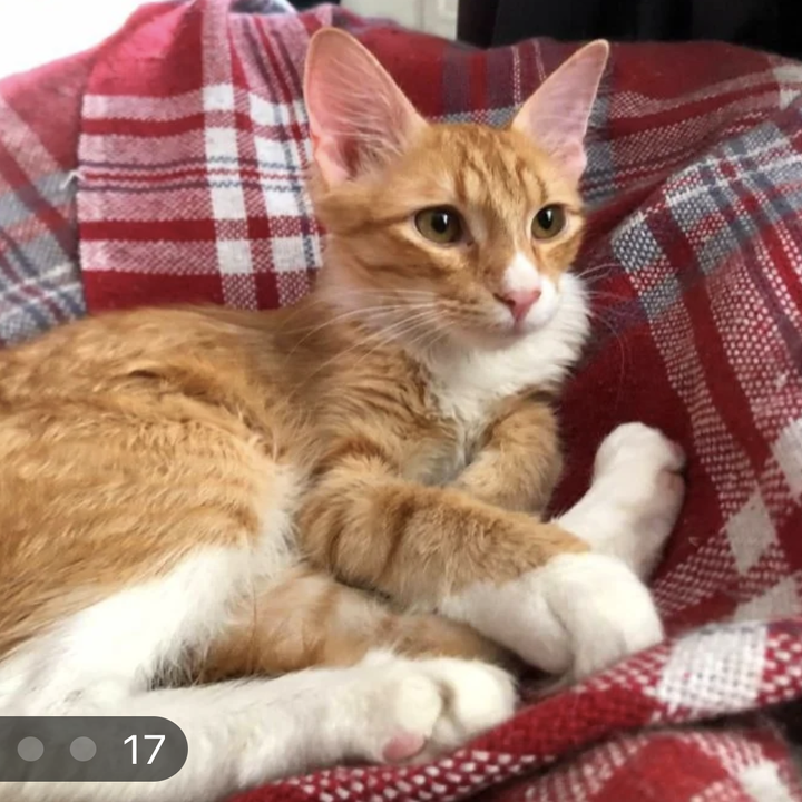 14 Before & After Photos Of Rescued Reddit Pets