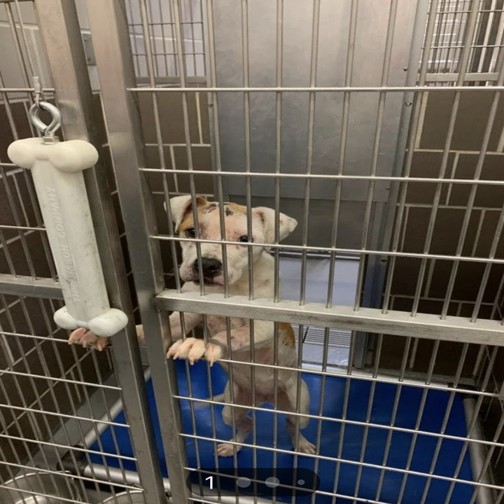 14 Before & After Photos Of Rescued Reddit Pets