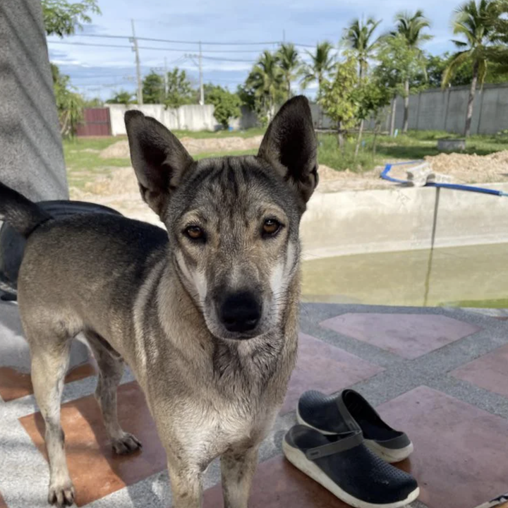 14 Before & After Photos Of Rescued Reddit Pets