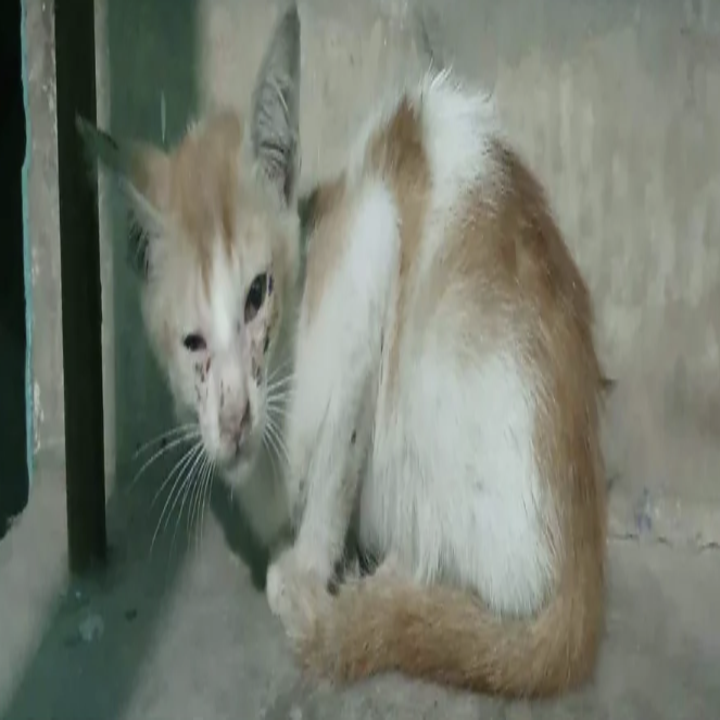 14 Before & After Photos Of Rescued Reddit Pets