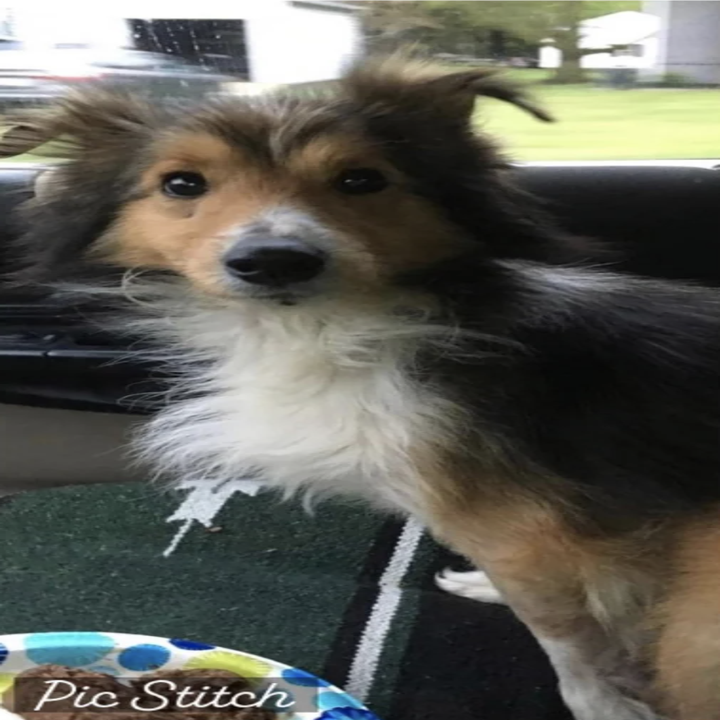 14 Before & After Photos Of Rescued Reddit Pets