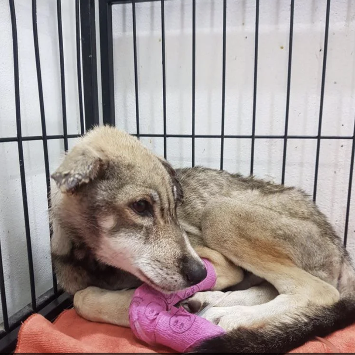 14 Before & After Photos Of Rescued Reddit Pets