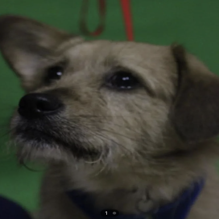 14 Before & After Photos Of Rescued Reddit Pets