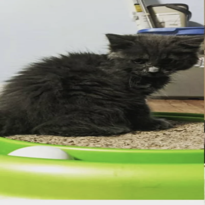 14 Before & After Photos Of Rescued Reddit Pets