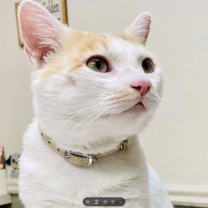 14 Before & After Photos Of Rescued Reddit Pets