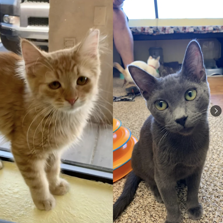 14 Before & After Photos Of Rescued Reddit Pets