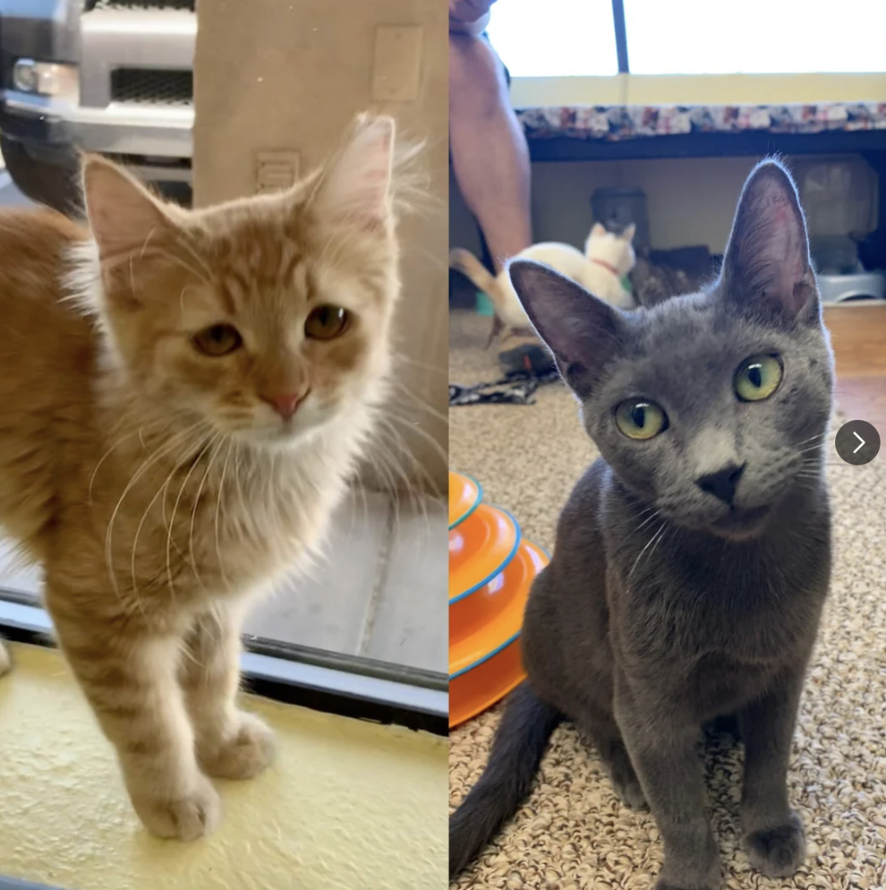 14 Before & After Photos Of Rescued Reddit Pets