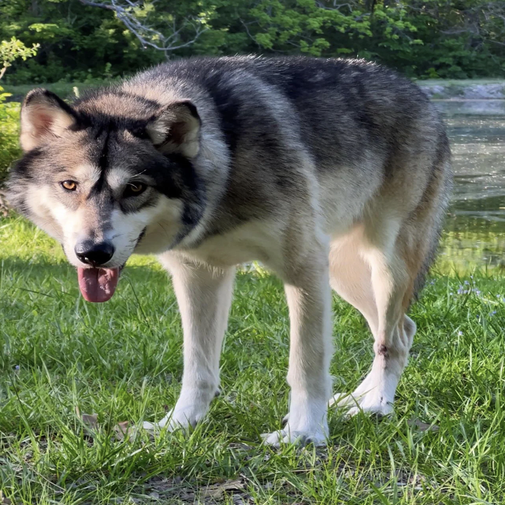 14 Before & After Photos Of Rescued Reddit Pets