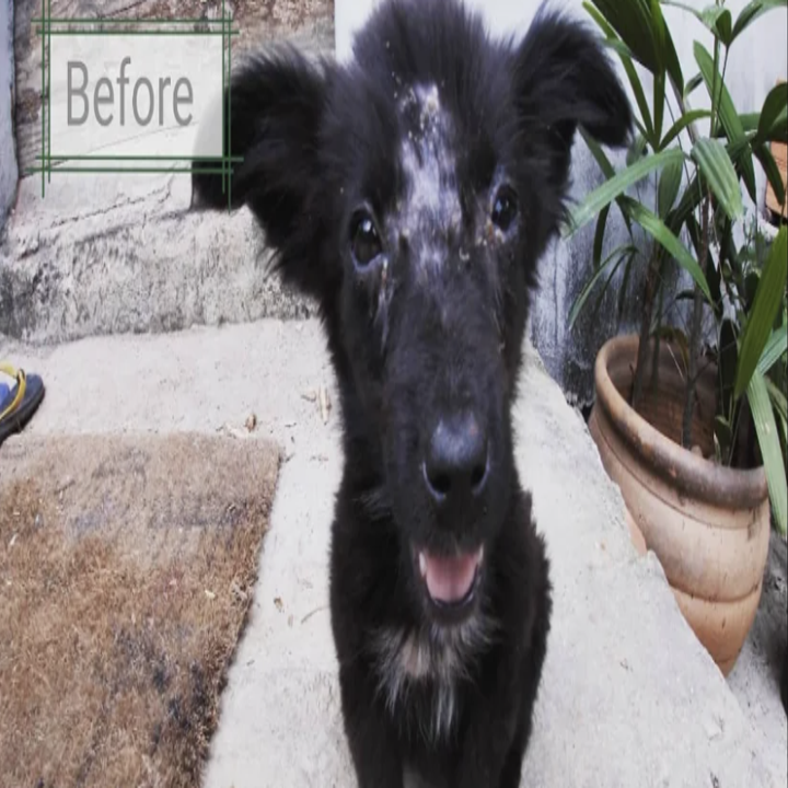 14 Before & After Photos Of Rescued Reddit Pets