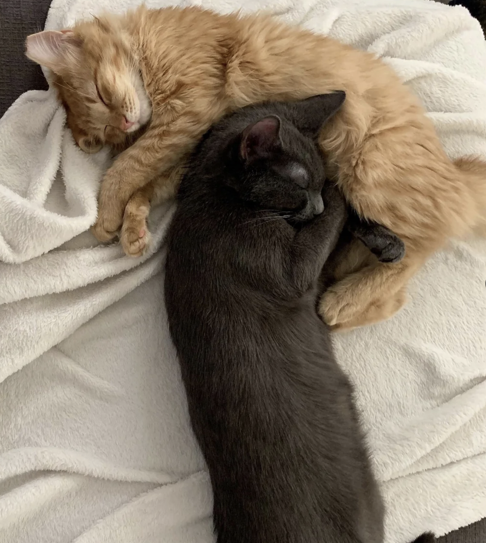 14 Before & After Photos Of Rescued Reddit Pets