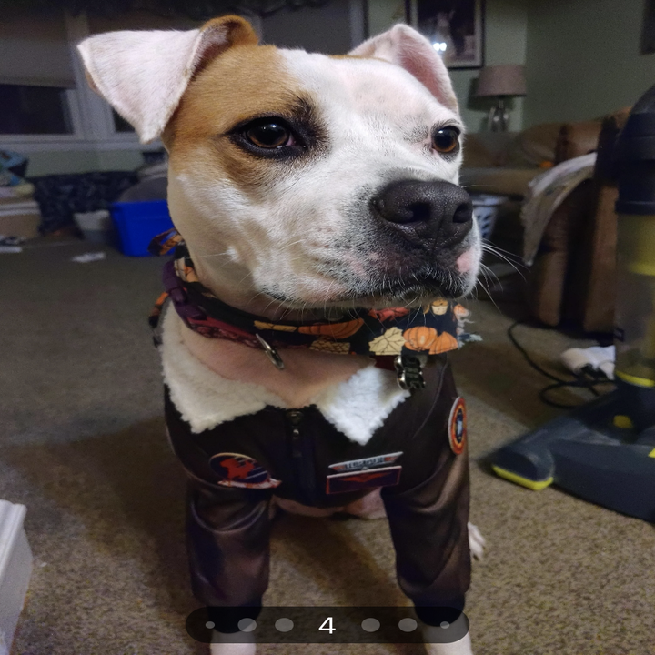 14 Before & After Photos Of Rescued Reddit Pets