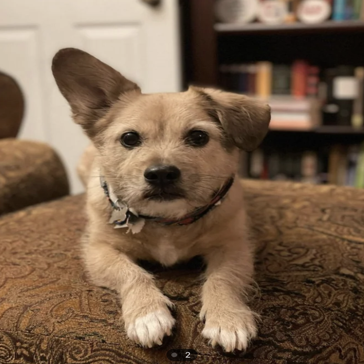 14 Before & After Photos Of Rescued Reddit Pets