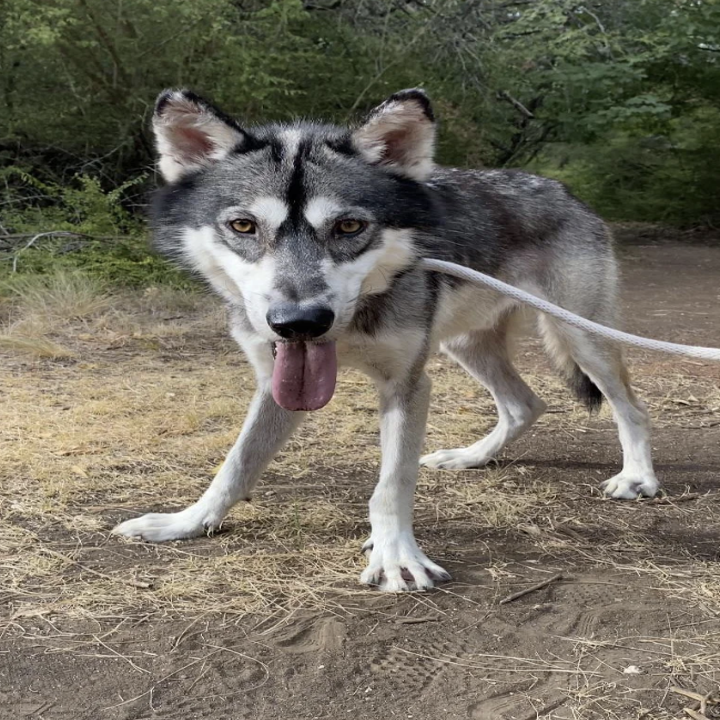 14 Before & After Photos Of Rescued Reddit Pets