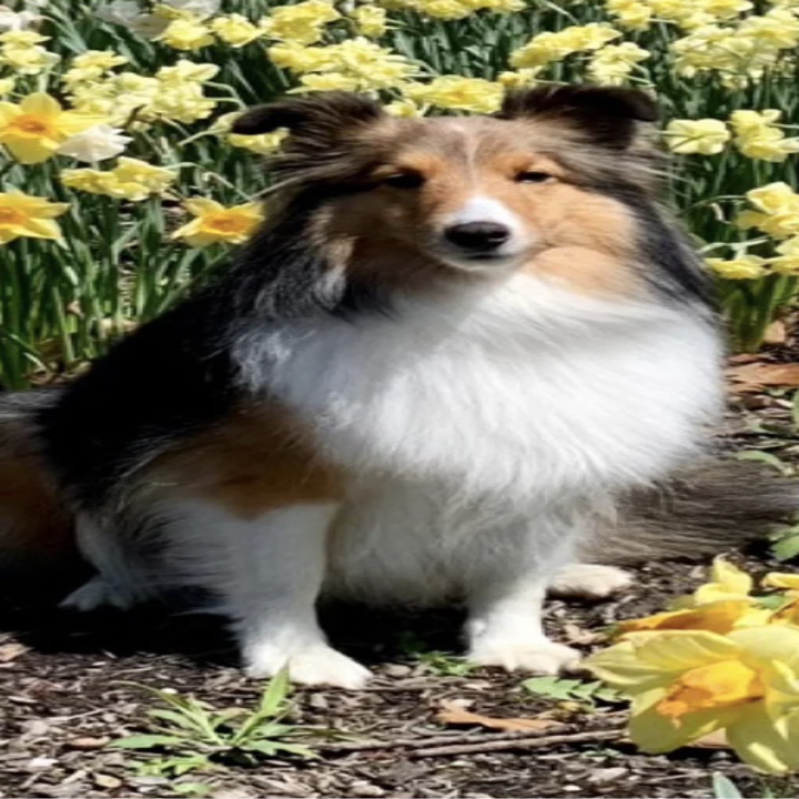 14 Before & After Photos Of Rescued Reddit Pets