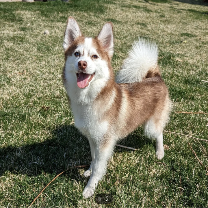 14 Before & After Photos Of Rescued Reddit Pets