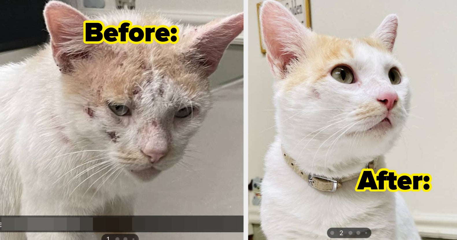 14 Before & After Photos Of Rescued Reddit Pets