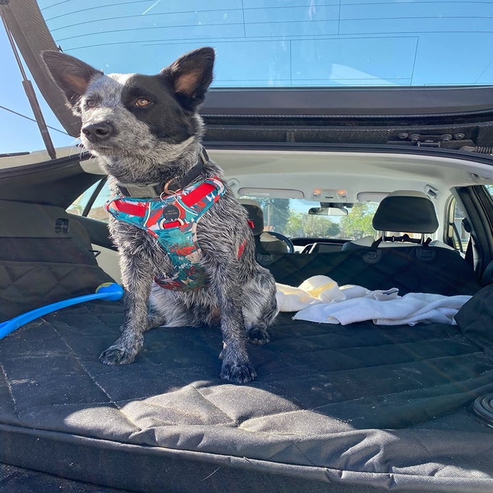 22 Products for More Outdoor Time with Pets This Fall