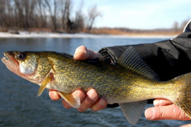 Fishermen Who Allegedly Stuffed Fish With Weights to Win Tournament ...
