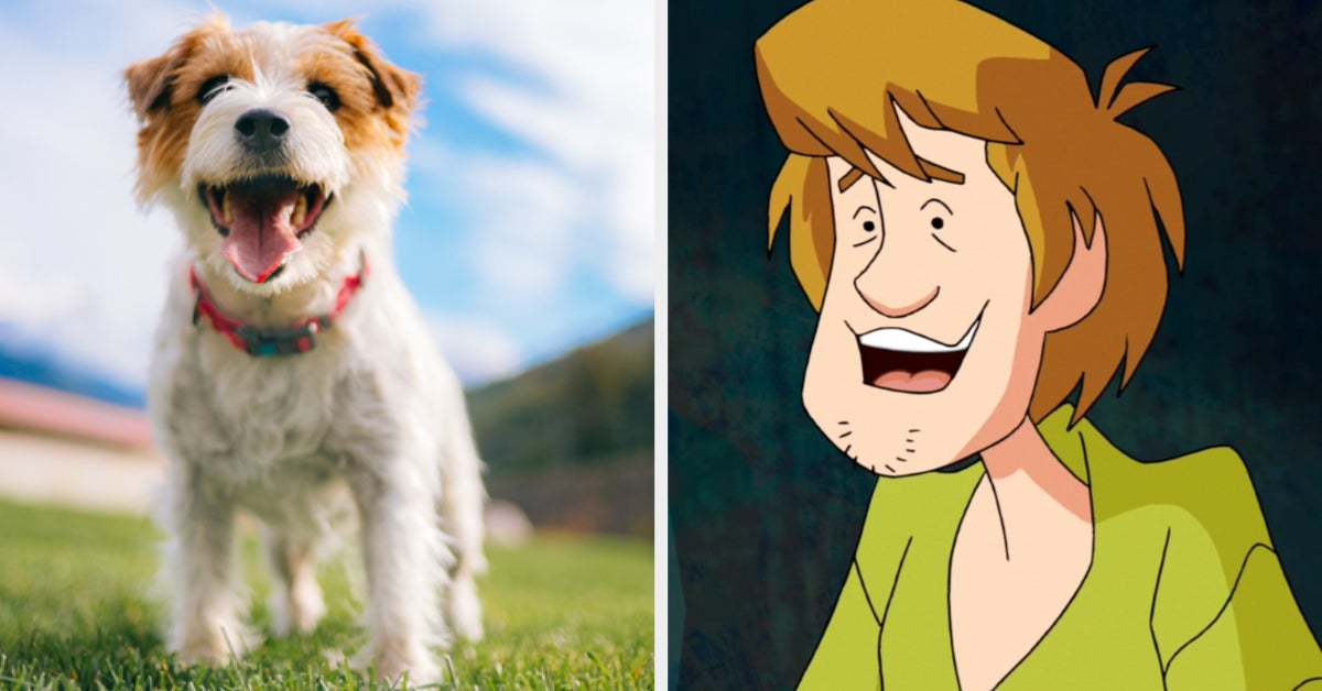 Favorite TV Show Characters Animal Quiz