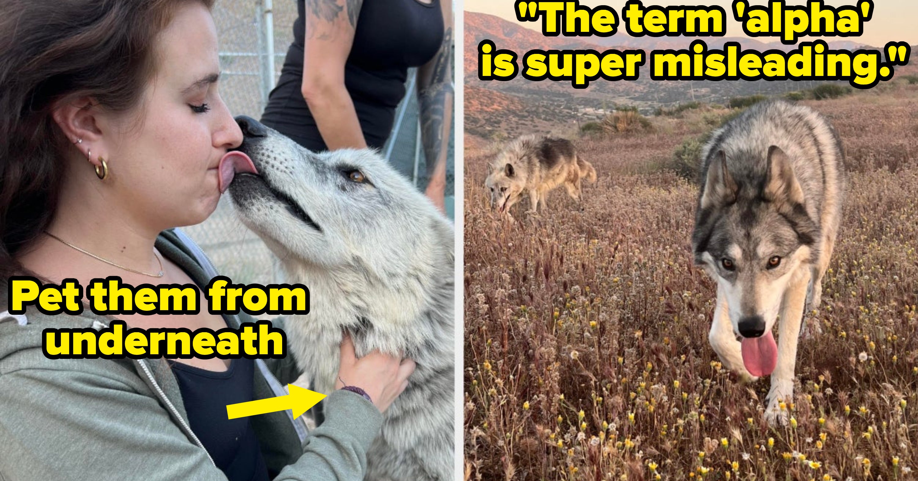 14 Wolf Facts You Should Definitely Consider If You Think It'd Be "Cool ...
