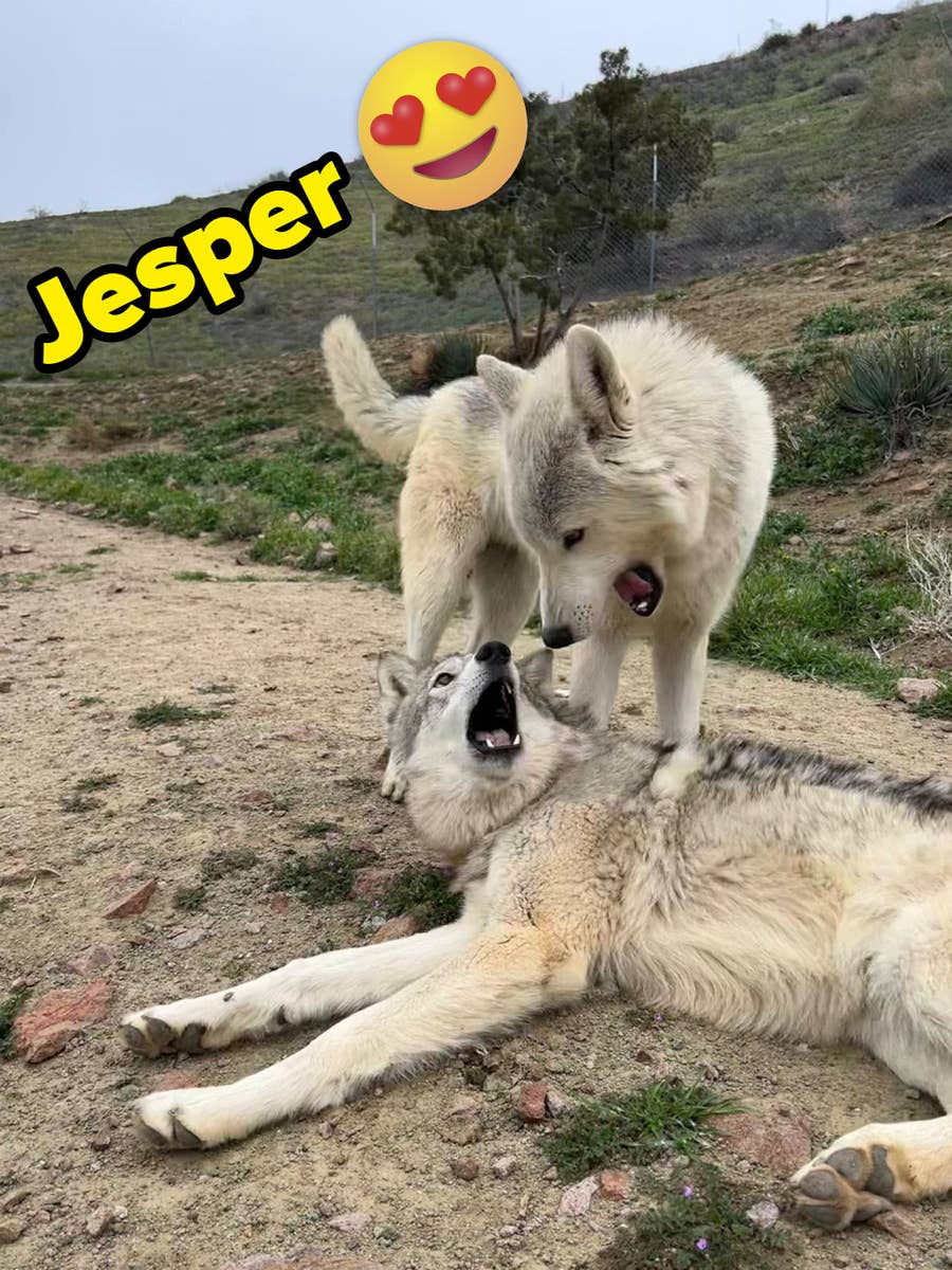 wolf protecting mate