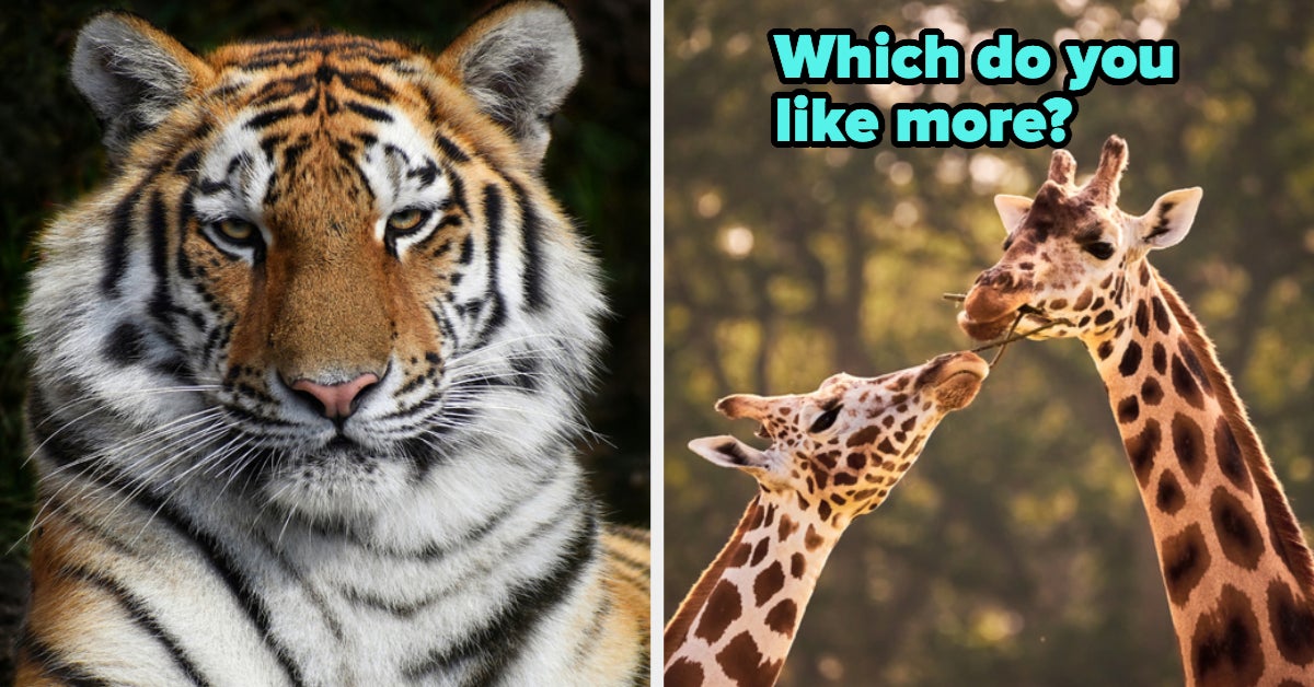 Animal Bffs Quiz