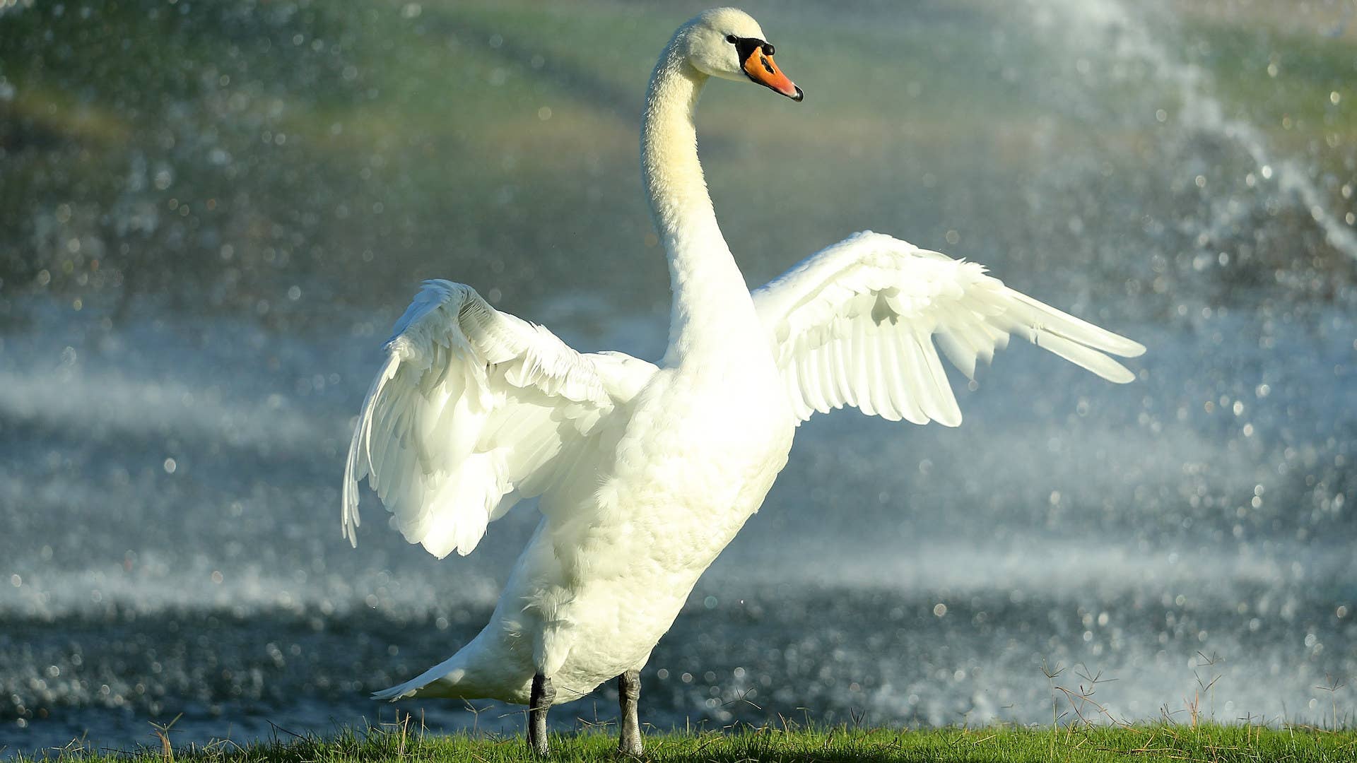3 Teens Arrested on Allegations of Killing, Eating Swan | Complex
