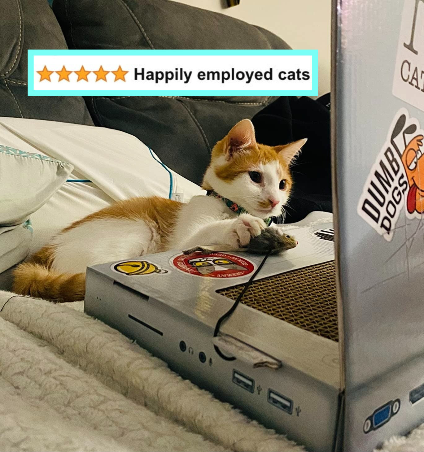 28 Problem-Solving Products for Cat Owners