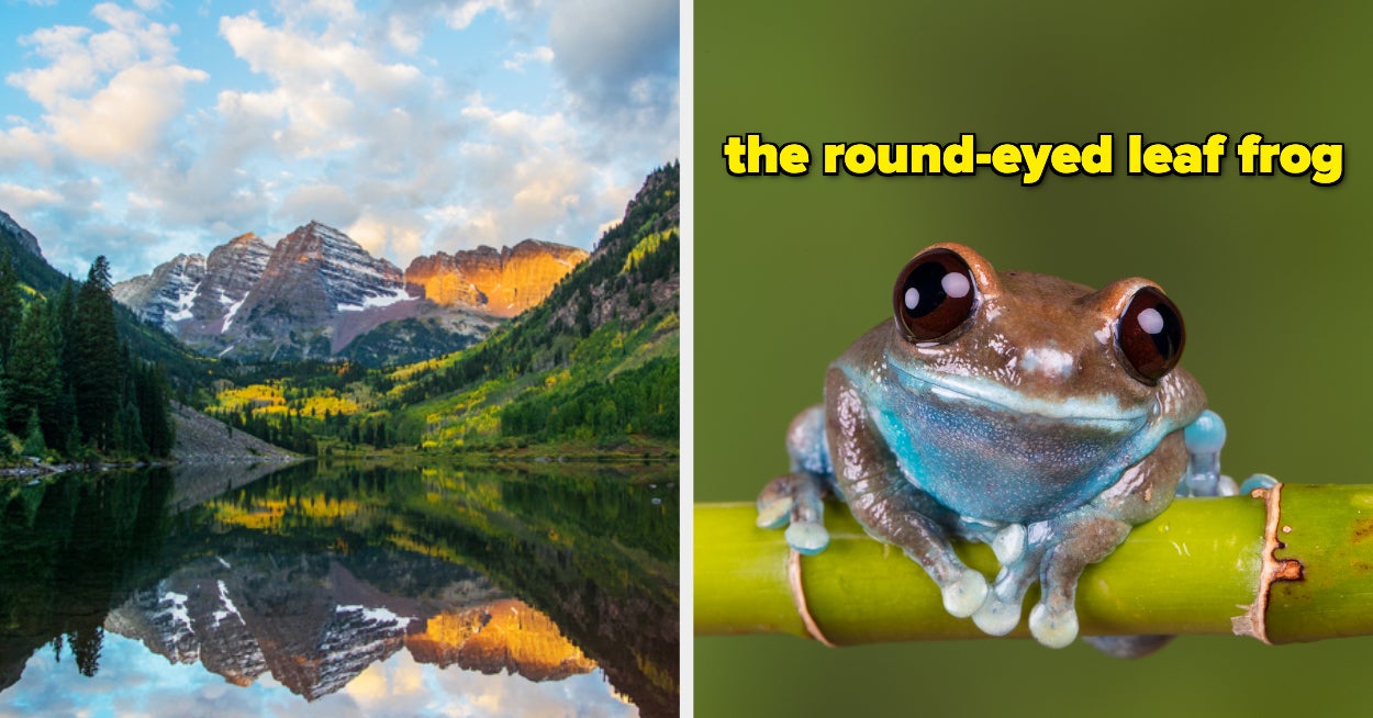 Cute Frog Personality Quiz