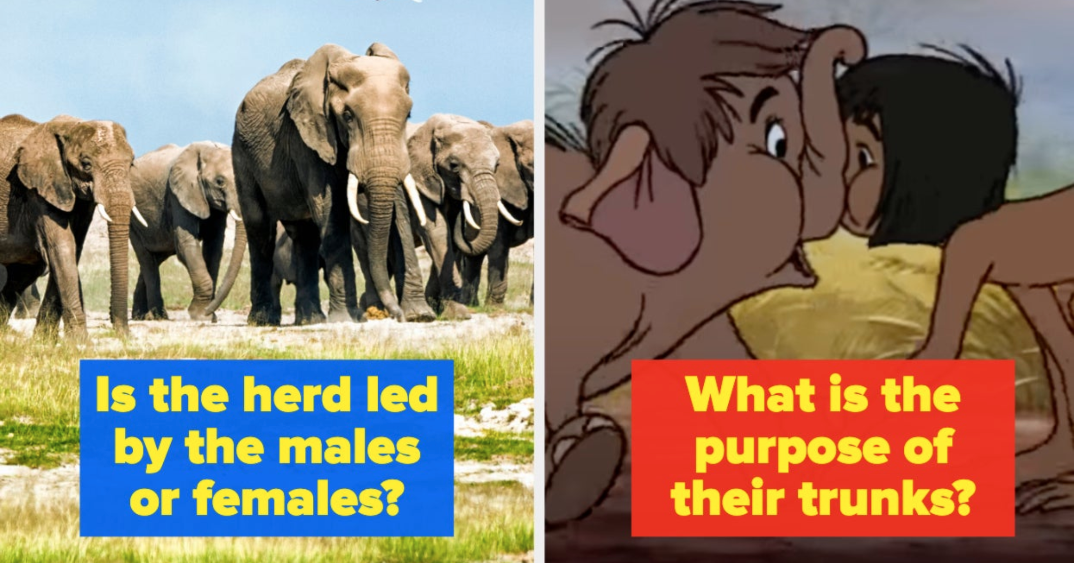 Elephant Trivia Quiz