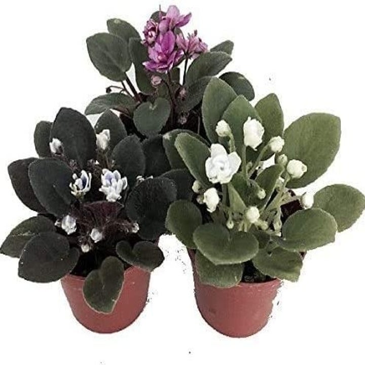 29 Amazon Plants To Spruce Up An Indoor Or Outdoor Garden