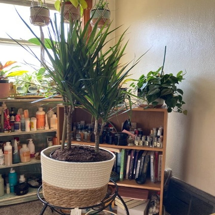 29 Amazon Plants To Spruce Up An Indoor Or Outdoor Garden