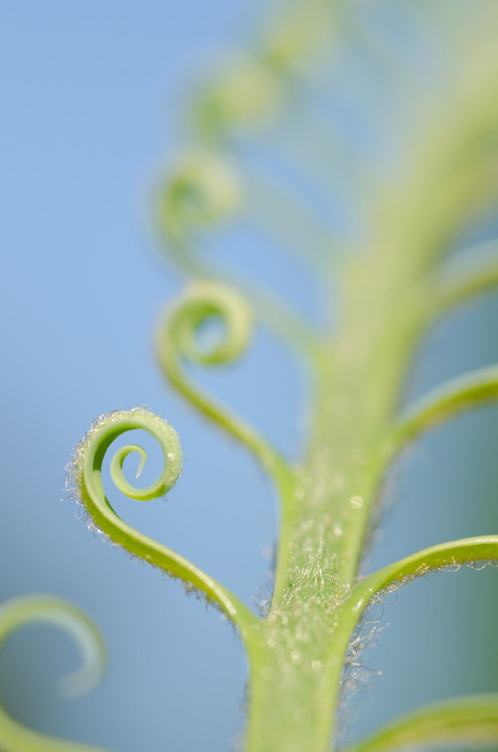 18 Random Examples Of The Fibonacci Sequence