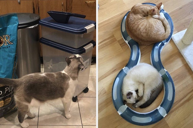 If You’re A New (Or Even Not-So-New) Cat Owner, Check Out These 27 ...