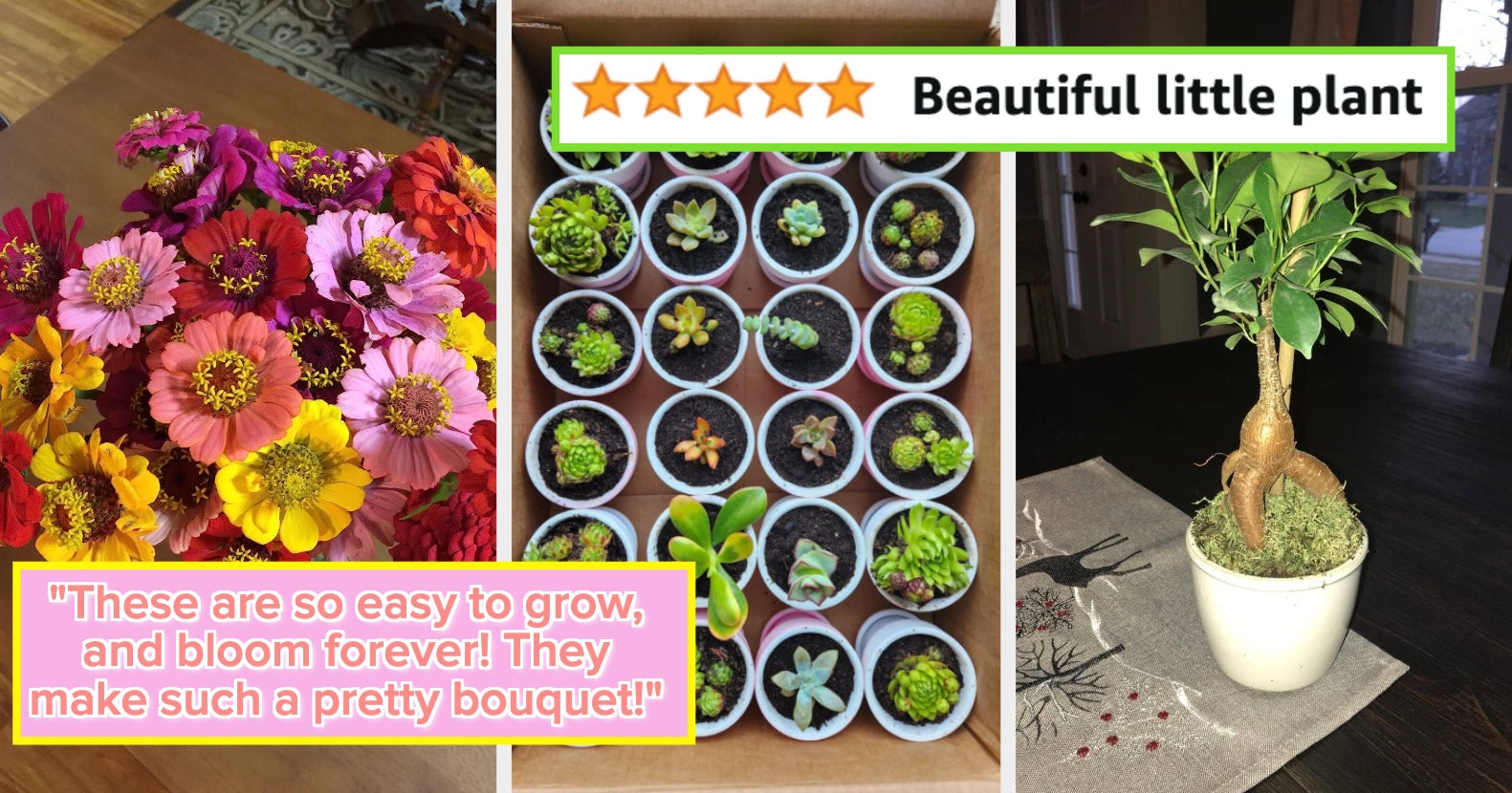 29 Amazon Plants To Spruce Up An Indoor Or Outdoor Garden