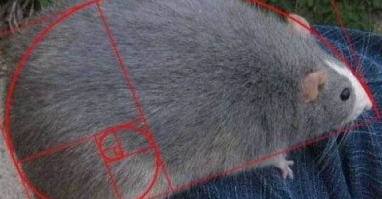 18 Random Examples Of The Fibonacci Sequence