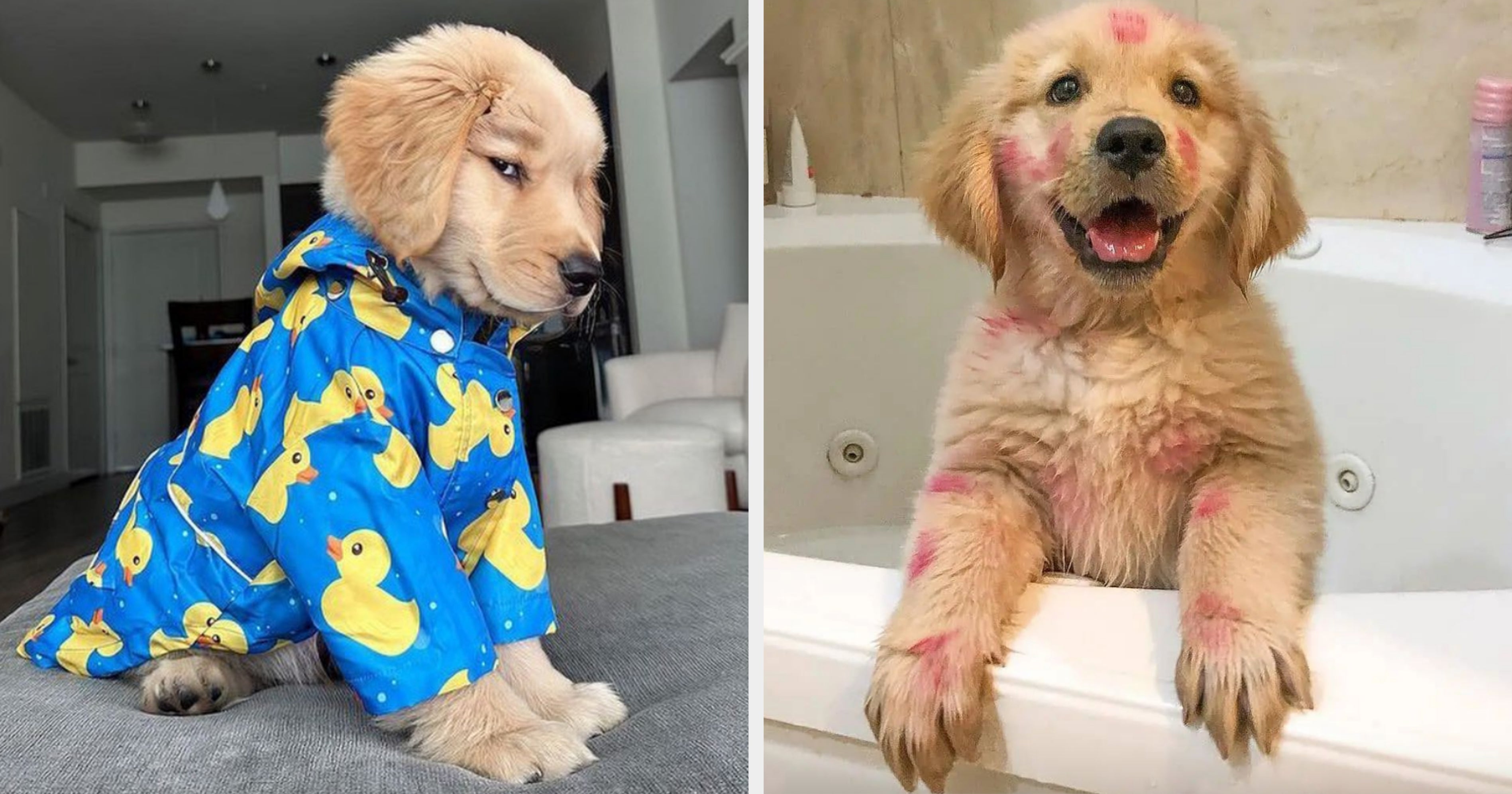 23 Heartwarming Photos Of Cute Dogs To Make Your Day