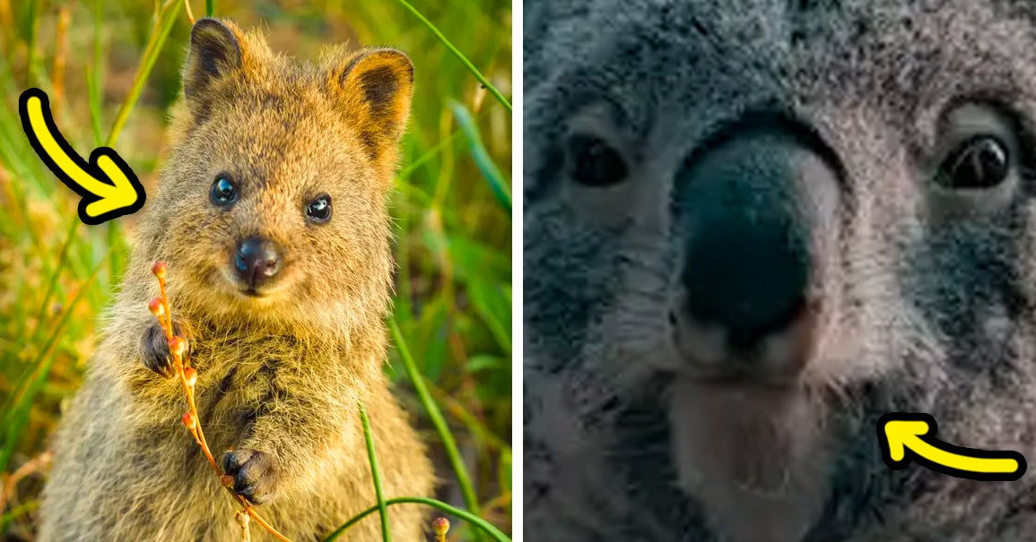 Guess Australian Animals Based On Faces