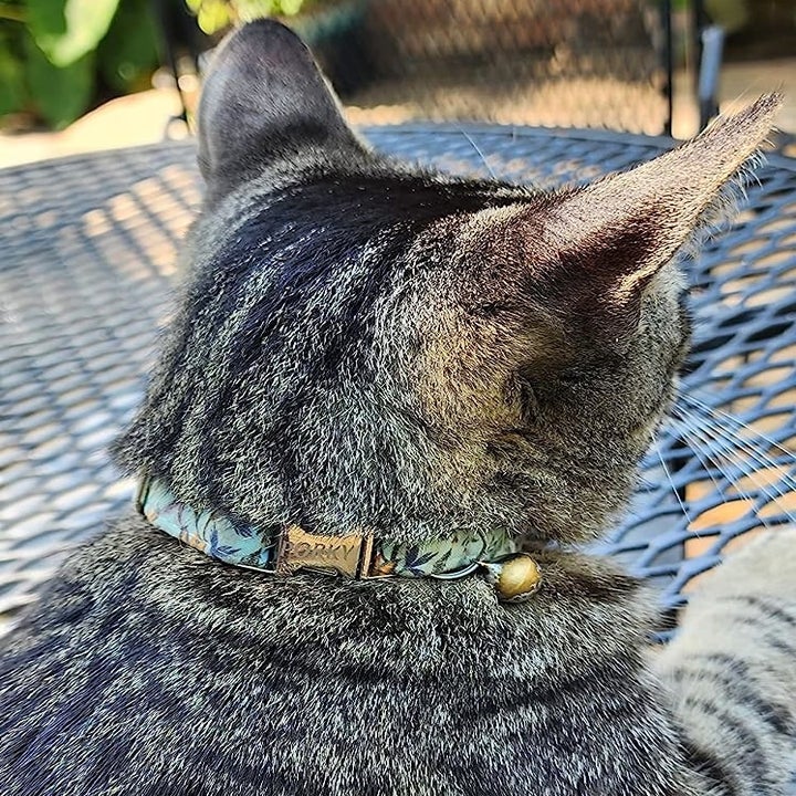 Just 25 Products That’ll Upgrade Your Cat’s Routine