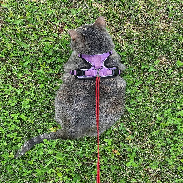 Just 25 Products That’ll Upgrade Your Cat’s Routine